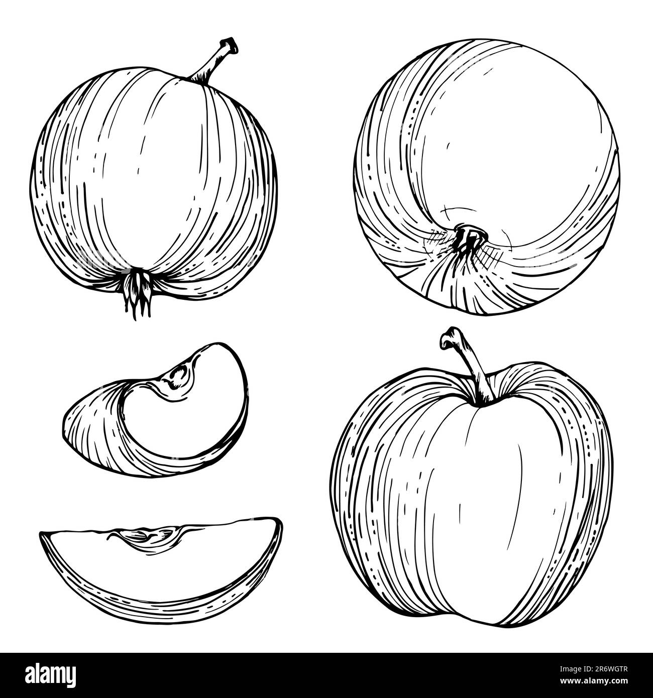 Hand drawn ink composition with ripe apple fruit, full and slices ...