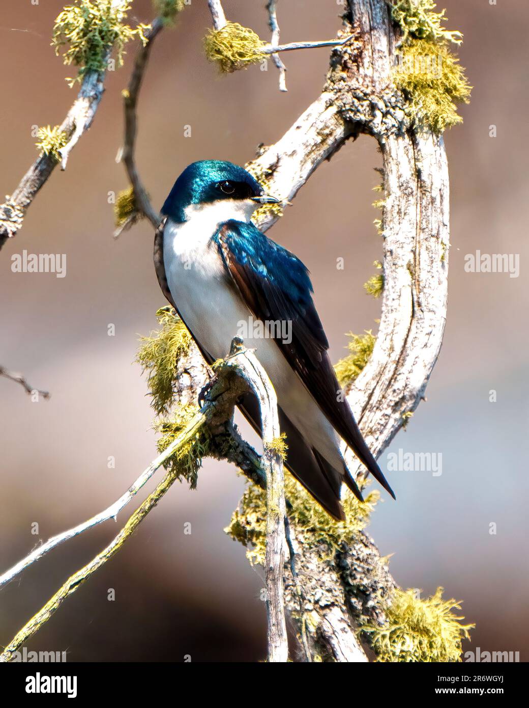 Swallow close-up side view perched on a moss branch with brown ...