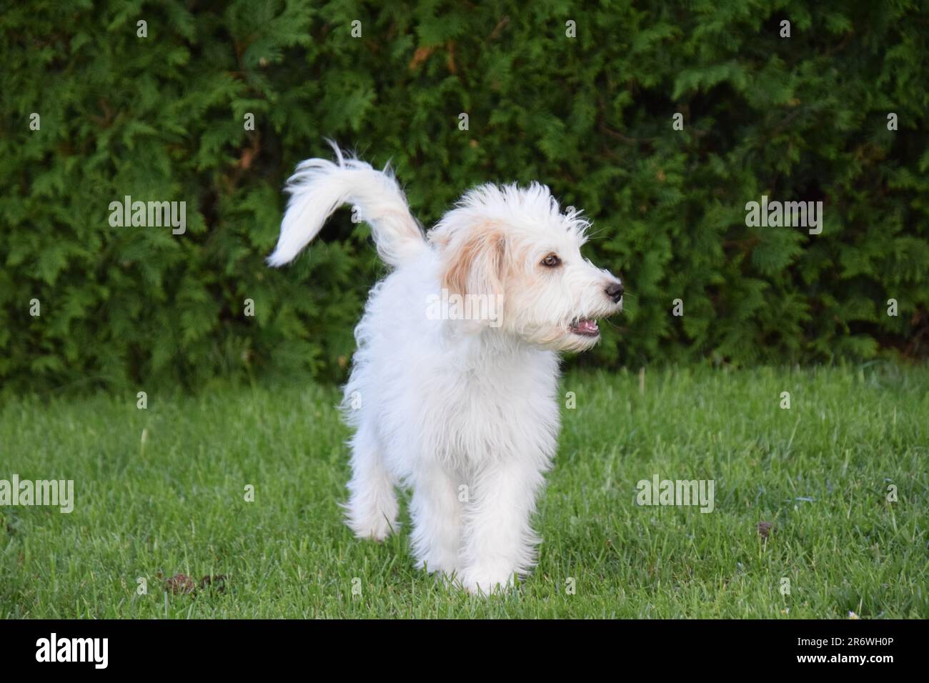 Beige dog hi-res stock photography and images - Alamy
