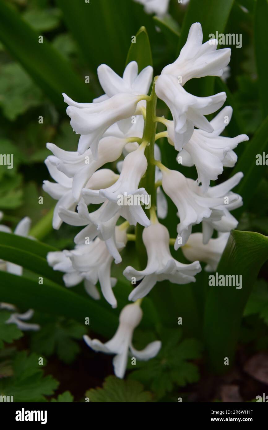 White hyacinthus flowers hi-res stock photography and images - Alamy