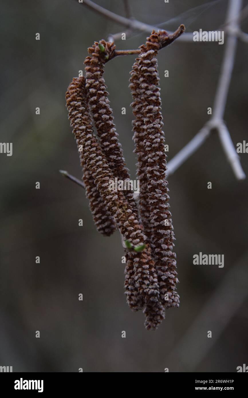 Pollen reproduction hi-res stock photography and images - Alamy