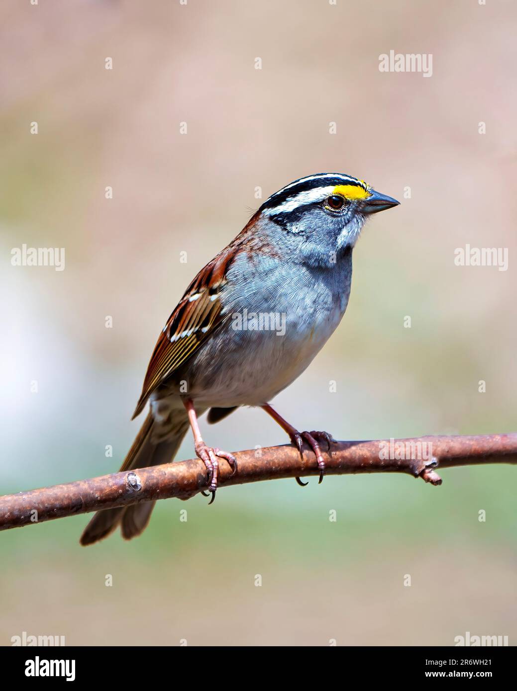 White-crowned Sparrow close up front view perched on a branch with a ...