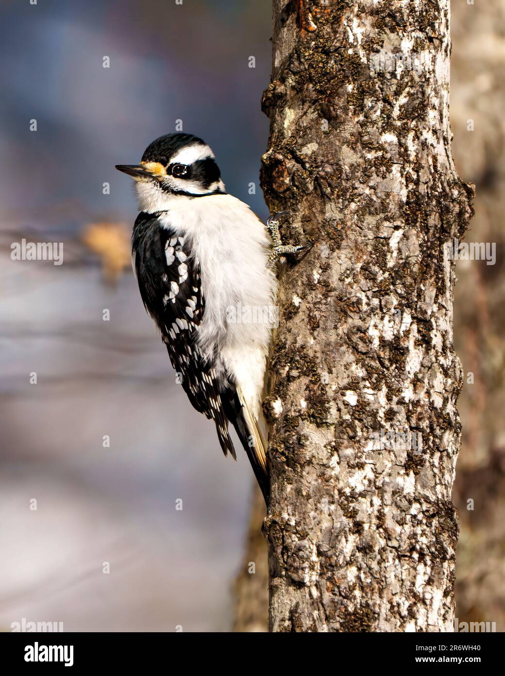 Woodpecker female side view gripping to a tree trunk and displaying ...