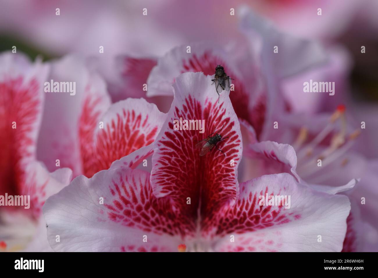 Macro shot of two flies on a beautifully patterned white pink ...