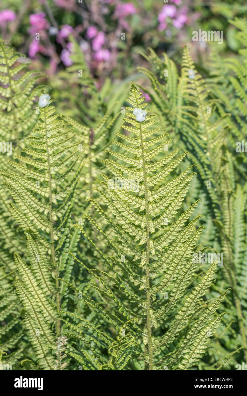 Large leaved fern in sunlit Cornish hedgerow. Underside of leaf with ...