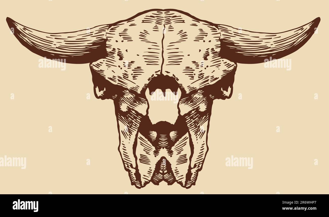 Bison skull hi-res stock photography and images - Alamy