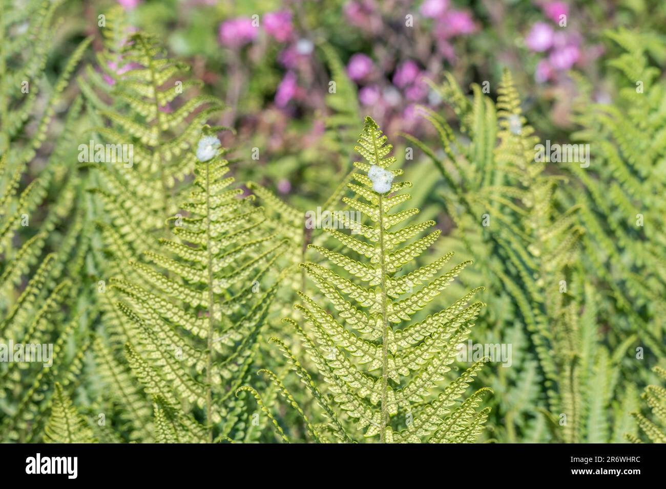 Large leaved fern in sunlit Cornish hedgerow. Underside of leaf with ...