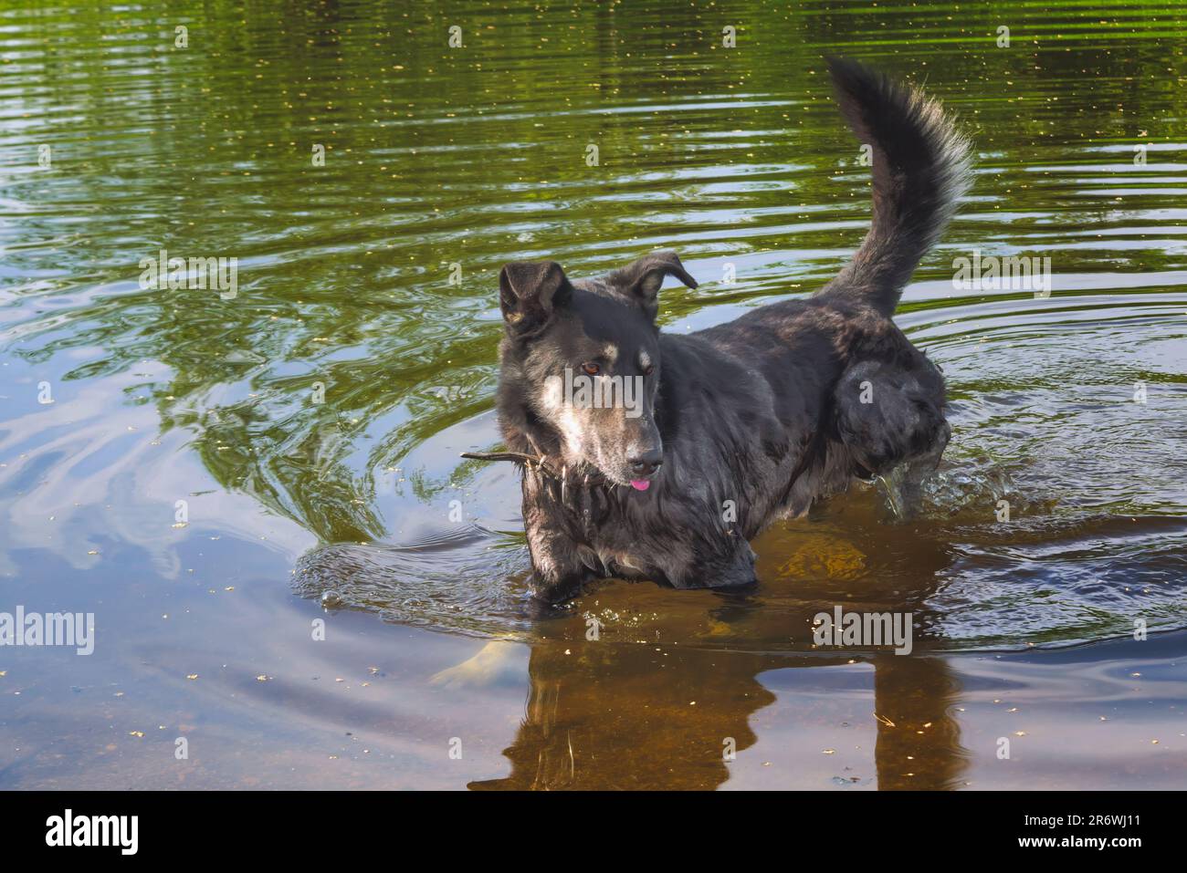 Dog bathes in the river on a hot summer day Stock Photo - Alamy