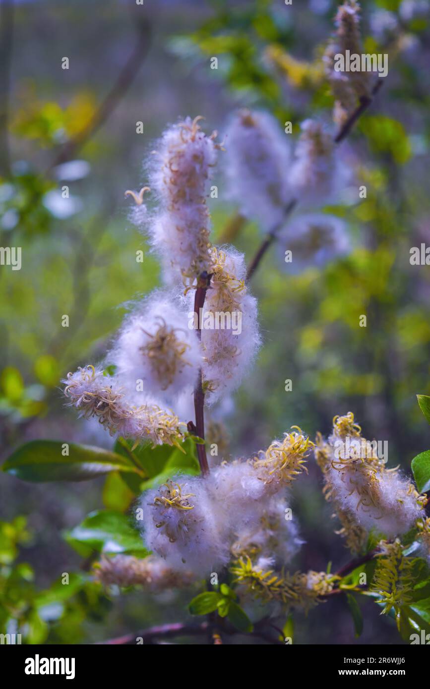 Salix atrocinerea. Close-up of a jack salce branch with the mature ...