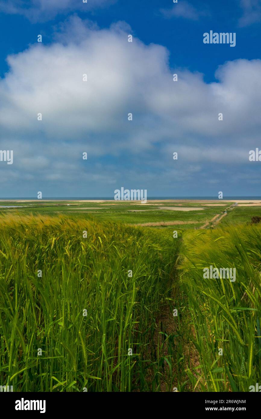 Salthouse Marshes, Sarbury Hill Stock Photo - Alamy