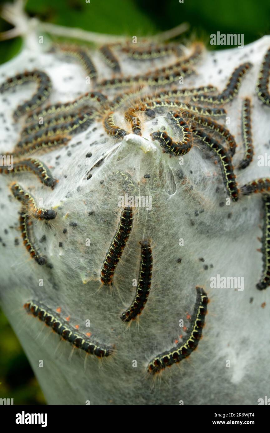 micro ermine moth caterpillar Web Stock Photo - Alamy