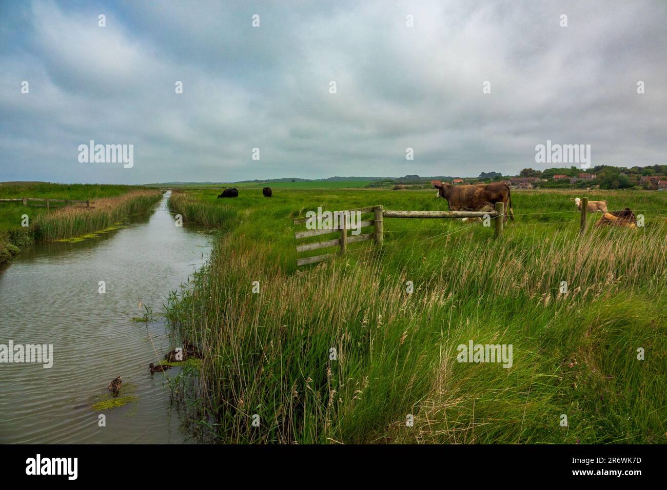 Salthouse Marshes, Beef cattle grave, saltmarsh Stock Photo - Alamy