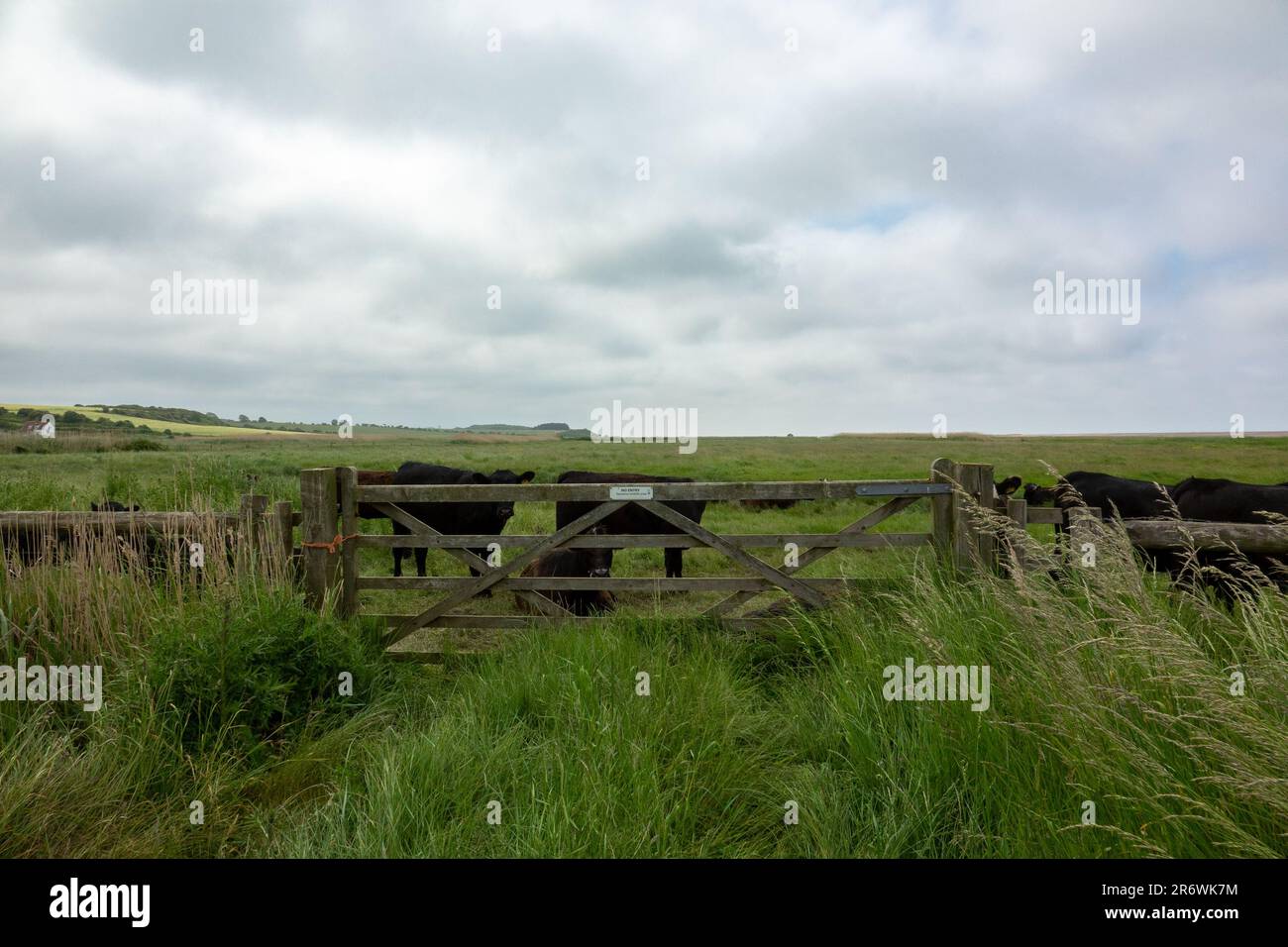 Salthouse Marshes, Beef cattle grave, saltmarsh Stock Photo - Alamy