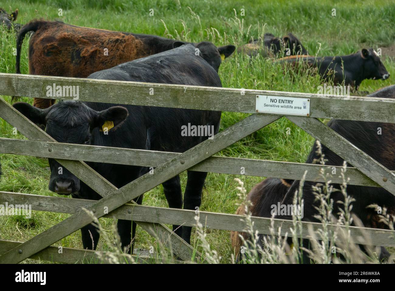 Salthouse Marshes, Beef cattle grave, saltmarsh Stock Photo - Alamy