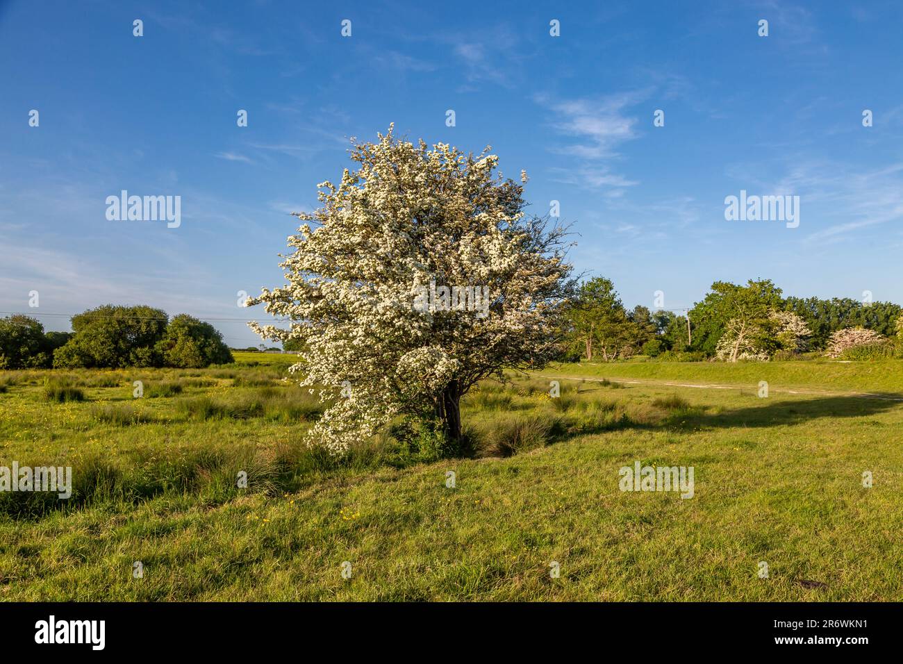 A hawthorn tree in bloom in the late spring sunshine Stock Photo - Alamy