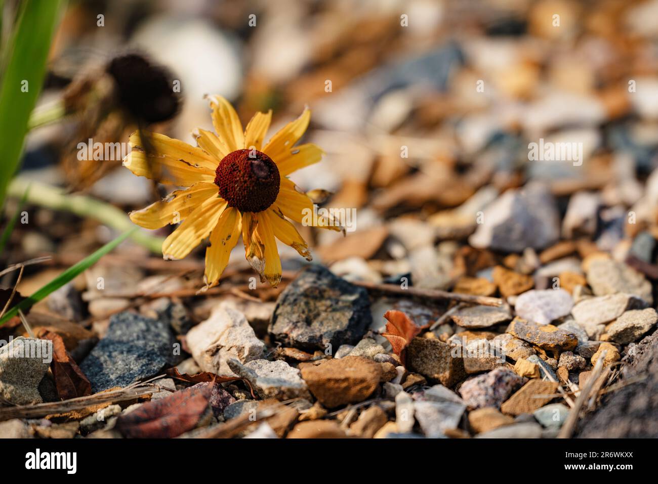 A closeup of a beautiful yellow Black-eyed Susan in the forest, with a ...