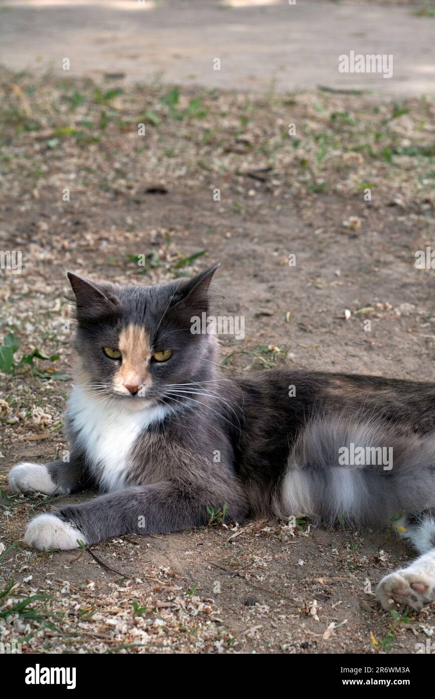 Photo of lying kitten Stock Photo - Alamy