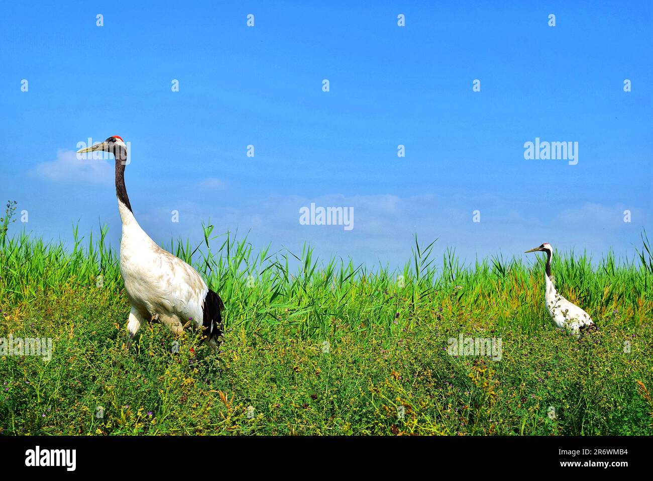 Witness the serene elegance of a sunlit crane in its natural habitat—a ...