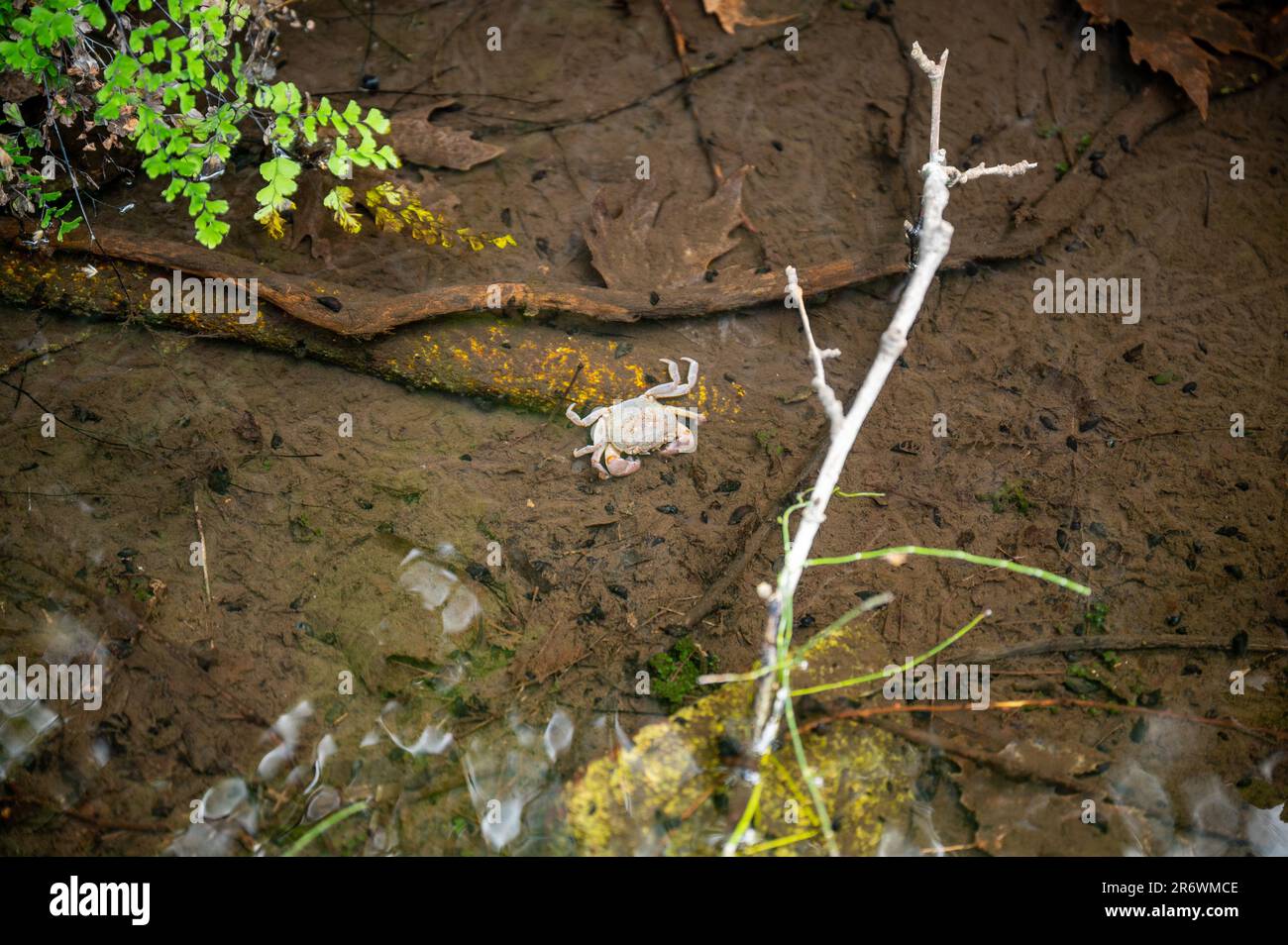 Freshwater crayfish foraging in a mountain stream Stock Photo - Alamy