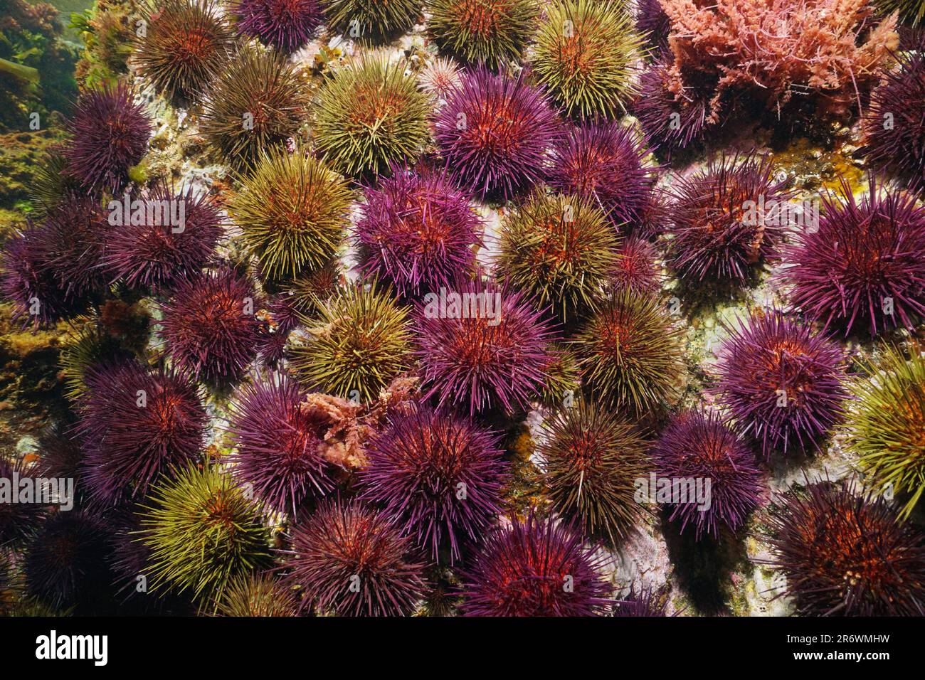 Sea urchins underwater in the Atlantic ocean (purple sea urchin ...