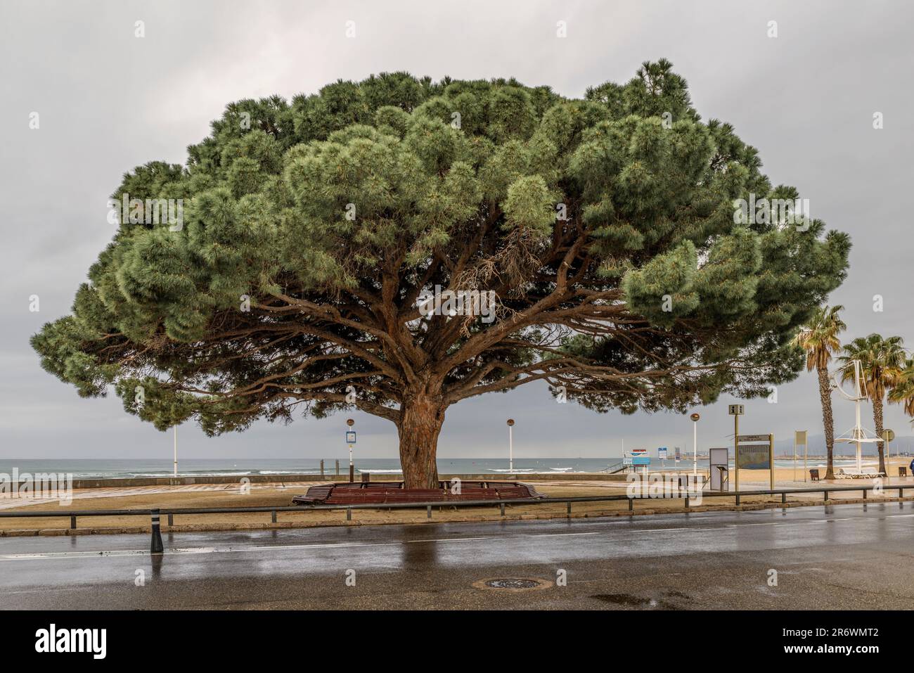 Pi rodo hi-res stock photography and images - Alamy