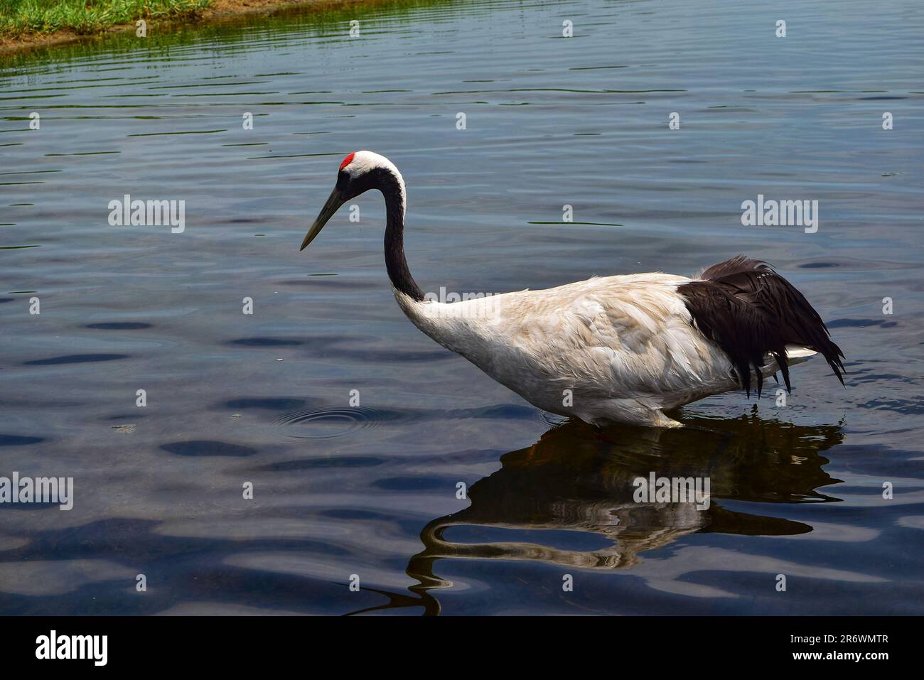 Witness the serene elegance of a sunlit crane in its natural habitat—a ...