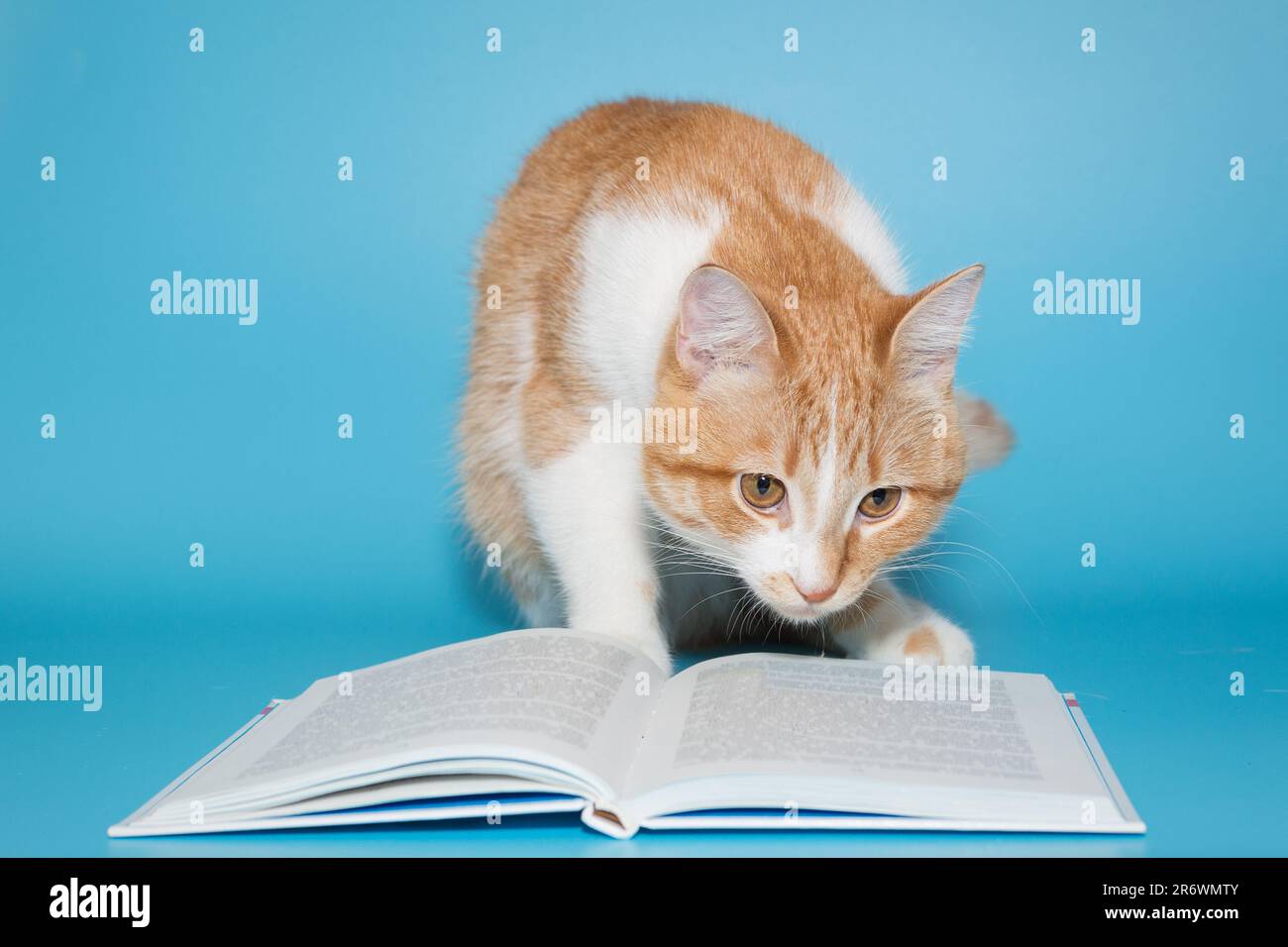 Ginger cat is reading a book, isolated on a white background Stock ...