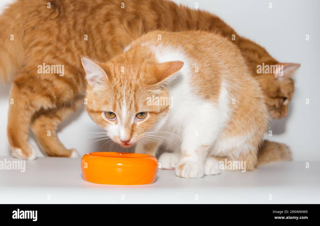 Two red cats eat food together from an orange bowl, on a white ...