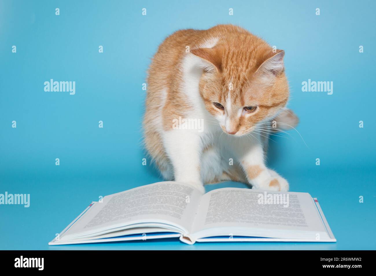 Ginger cat is reading a book, isolated on a white background Stock ...