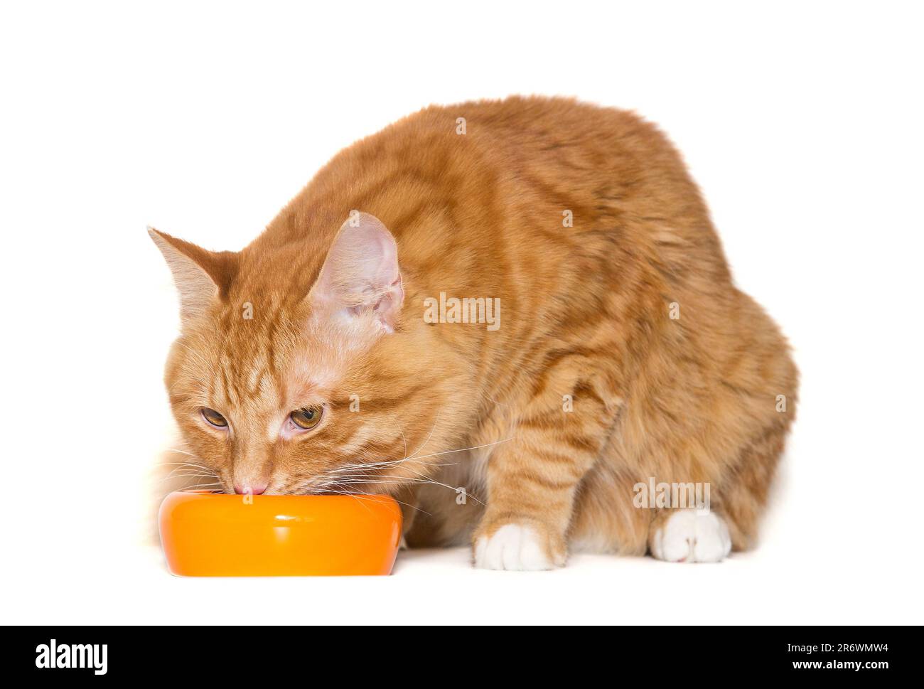 Beautiful red cat and an orange bowl of food, isolated on a white ...