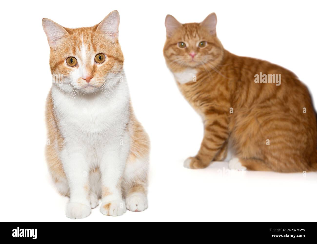 Two red cats are sitting together, on a white background Stock Photo ...