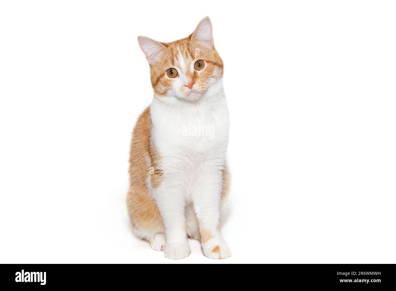 Red with white, the cat sits and looks, isolated on a white background ...