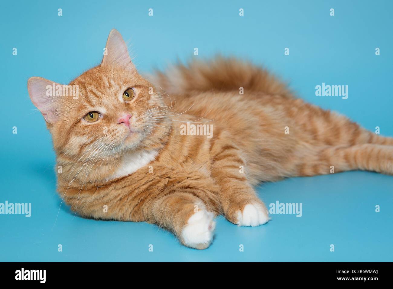 Big red cat lies relaxed on a blue background and resting Stock Photo ...