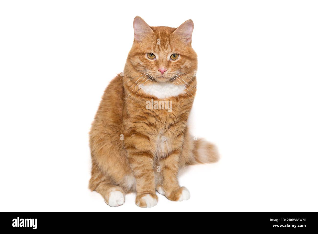 Red, serious cat sits and and looks, isolated on a white background ...