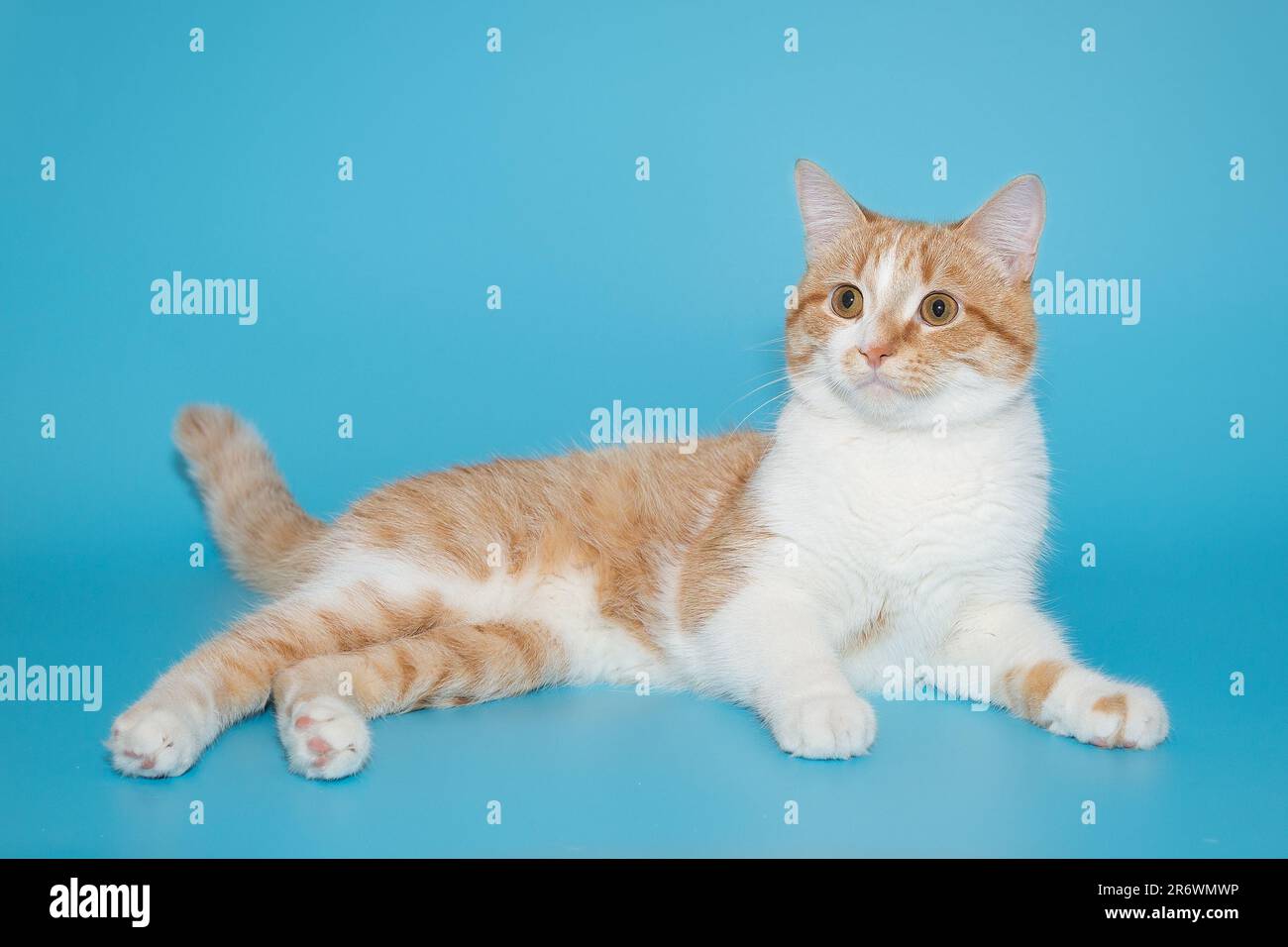 Red beautiful cat hi-res stock photography and images - Alamy