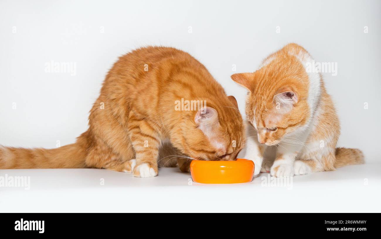 Two red cats eat food together from an orange bowl, on a white ...