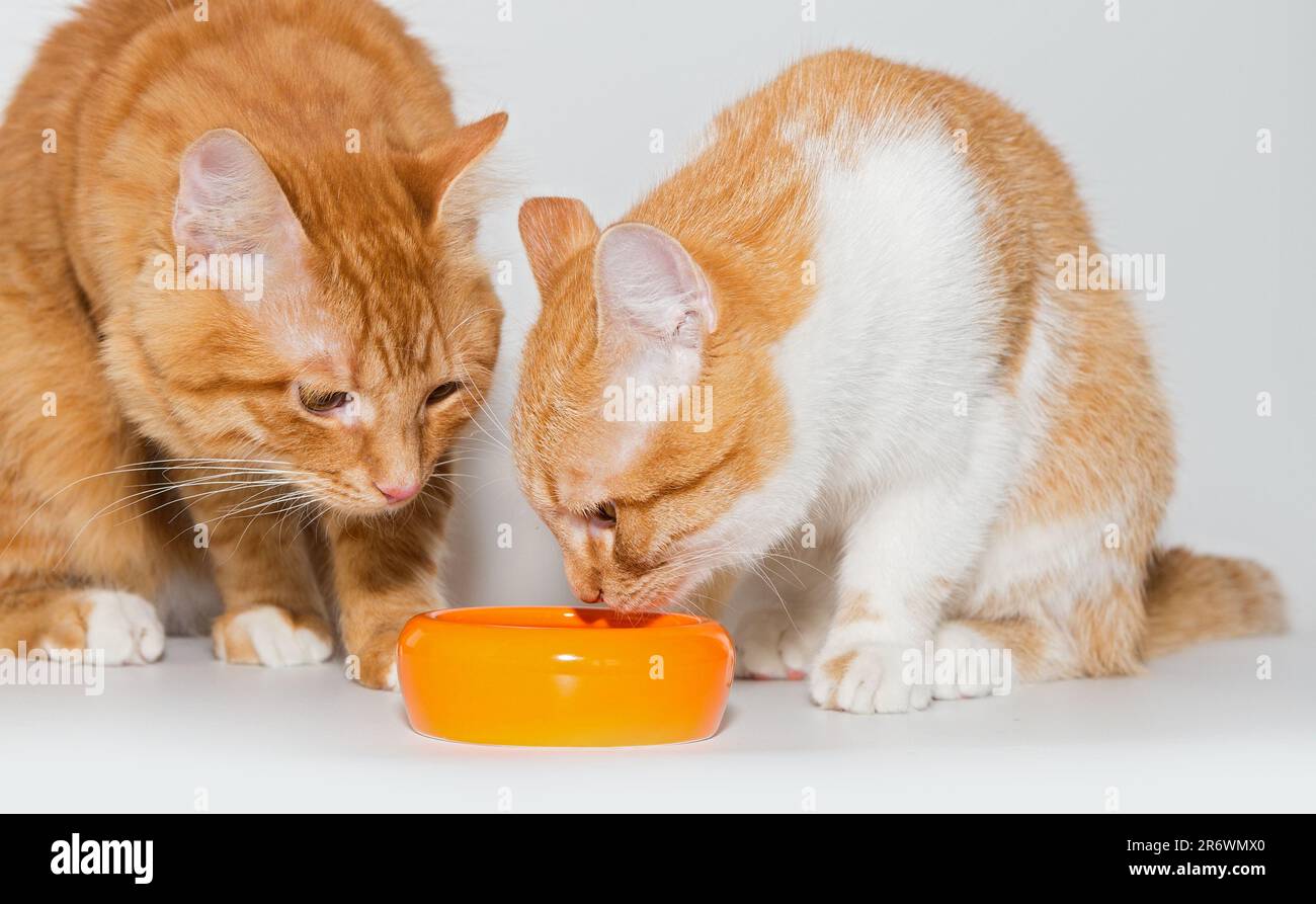 Two red cats eat food together from an orange bowl, on a white ...
