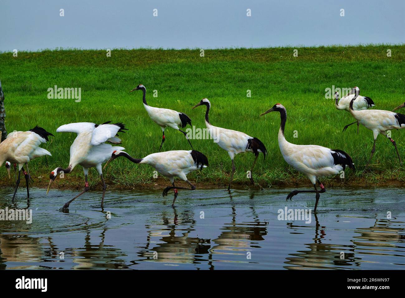 Witness the serene elegance of a sunlit crane in its natural habitat—a ...
