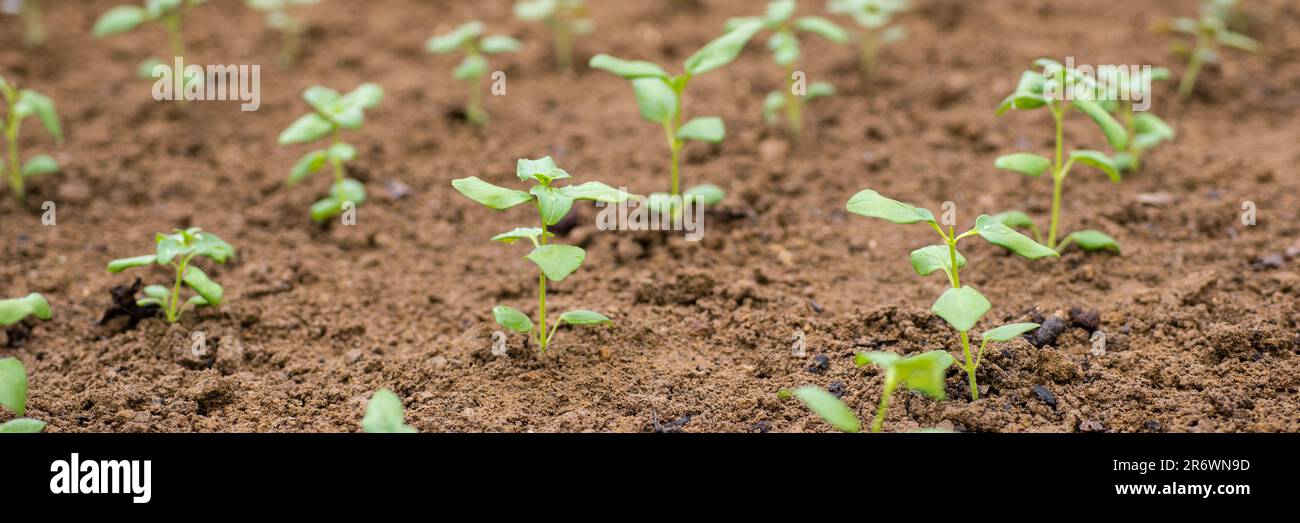 Cut flower garden. Planted young snapdragon seedlings. Landscaping ...