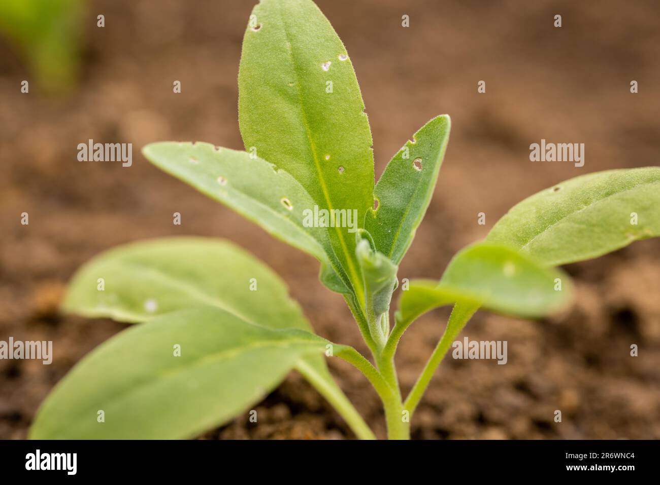 Round holes on crop foliage, caused by flea beetles. Damaged young ...