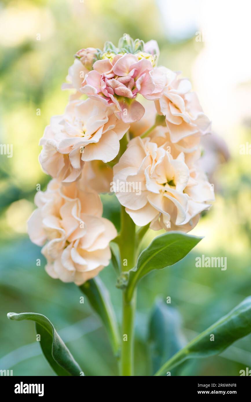 Matthiola incana, or commonly called Stock. Beautiful blush peachy ...