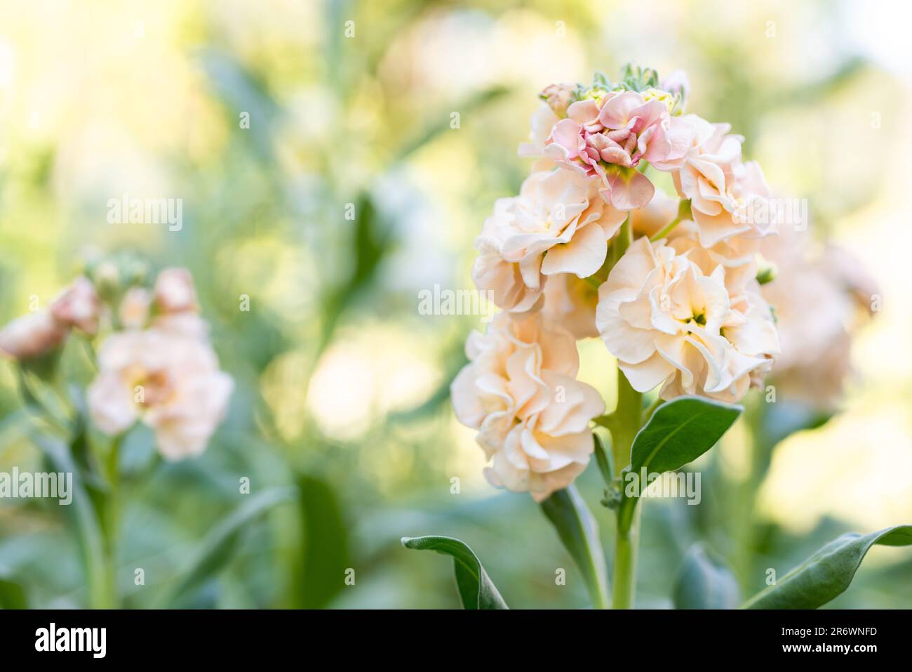 Matthiola incana, or commonly called Stock. Beautiful blush peachy ...