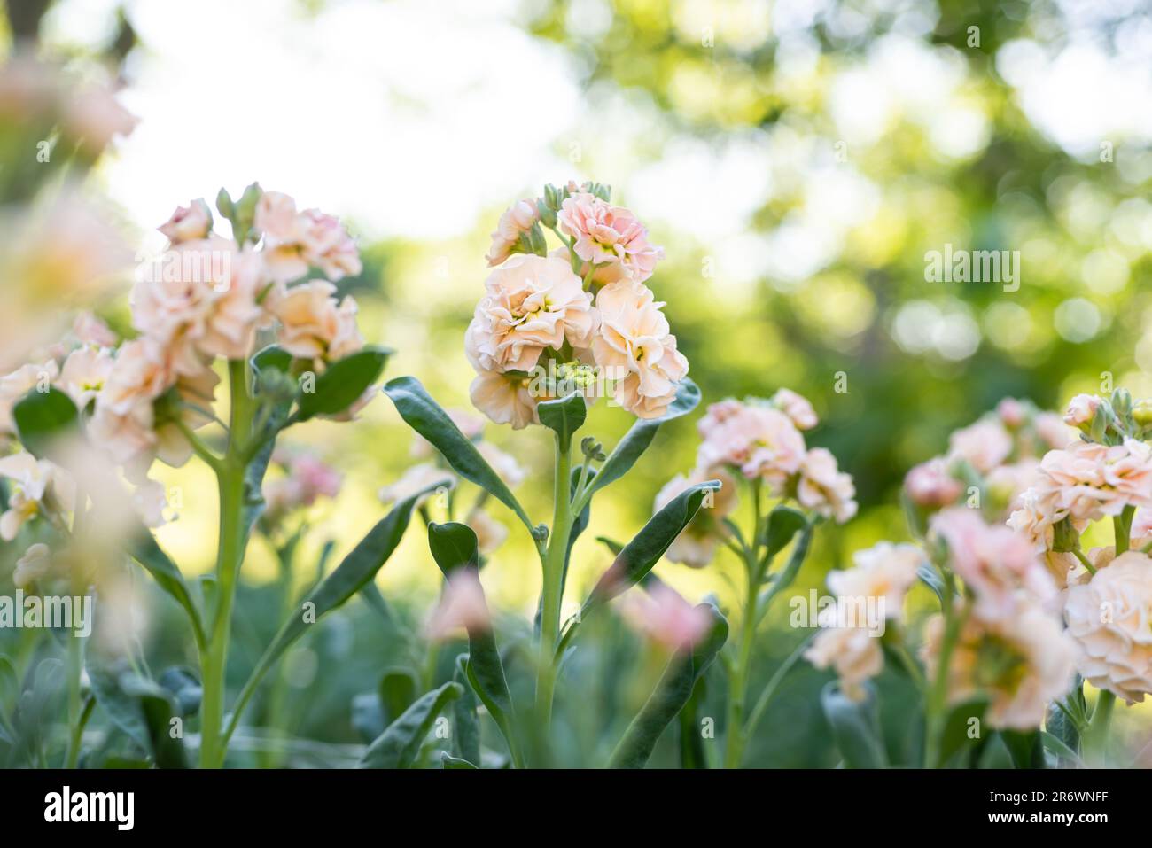 Matthiola incana, or commonly called Stock. Beautiful blush peachy ...