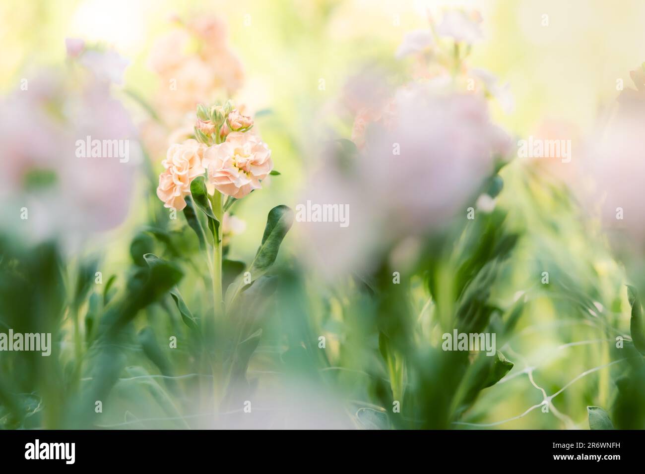 Matthiola incana, or commonly called Stock. Beautiful blush peachy ...