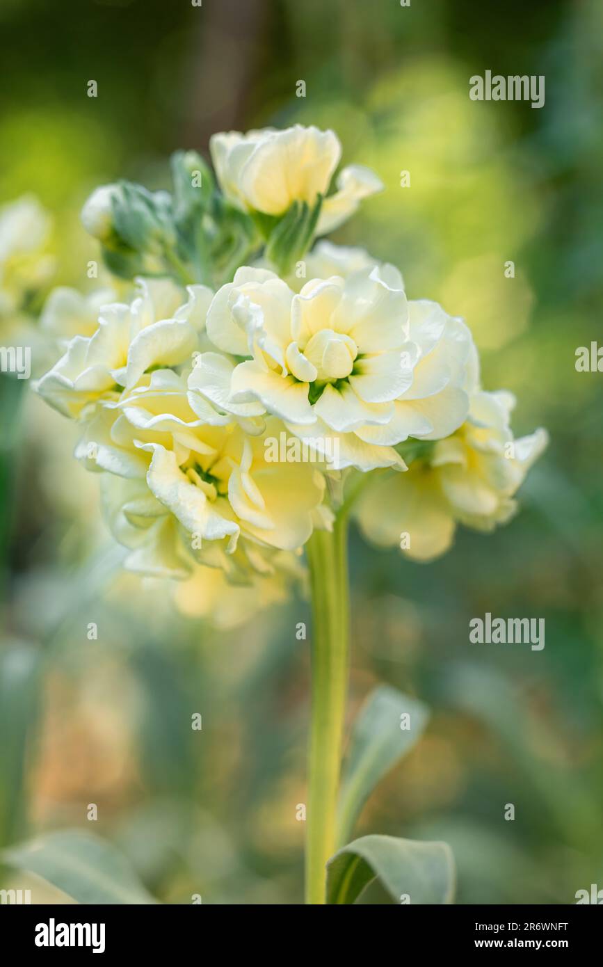 Matthiola incana, or commonly called Stock. Beautiful pastel creamy ...