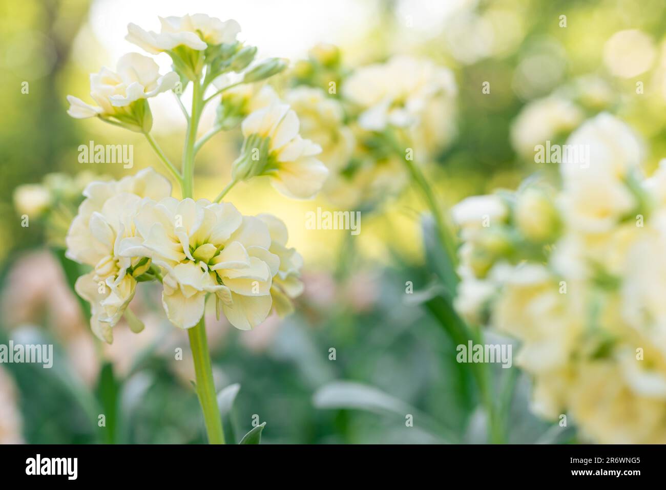 Matthiola incana, or commonly called Stock. Beautiful pastel creamy ...