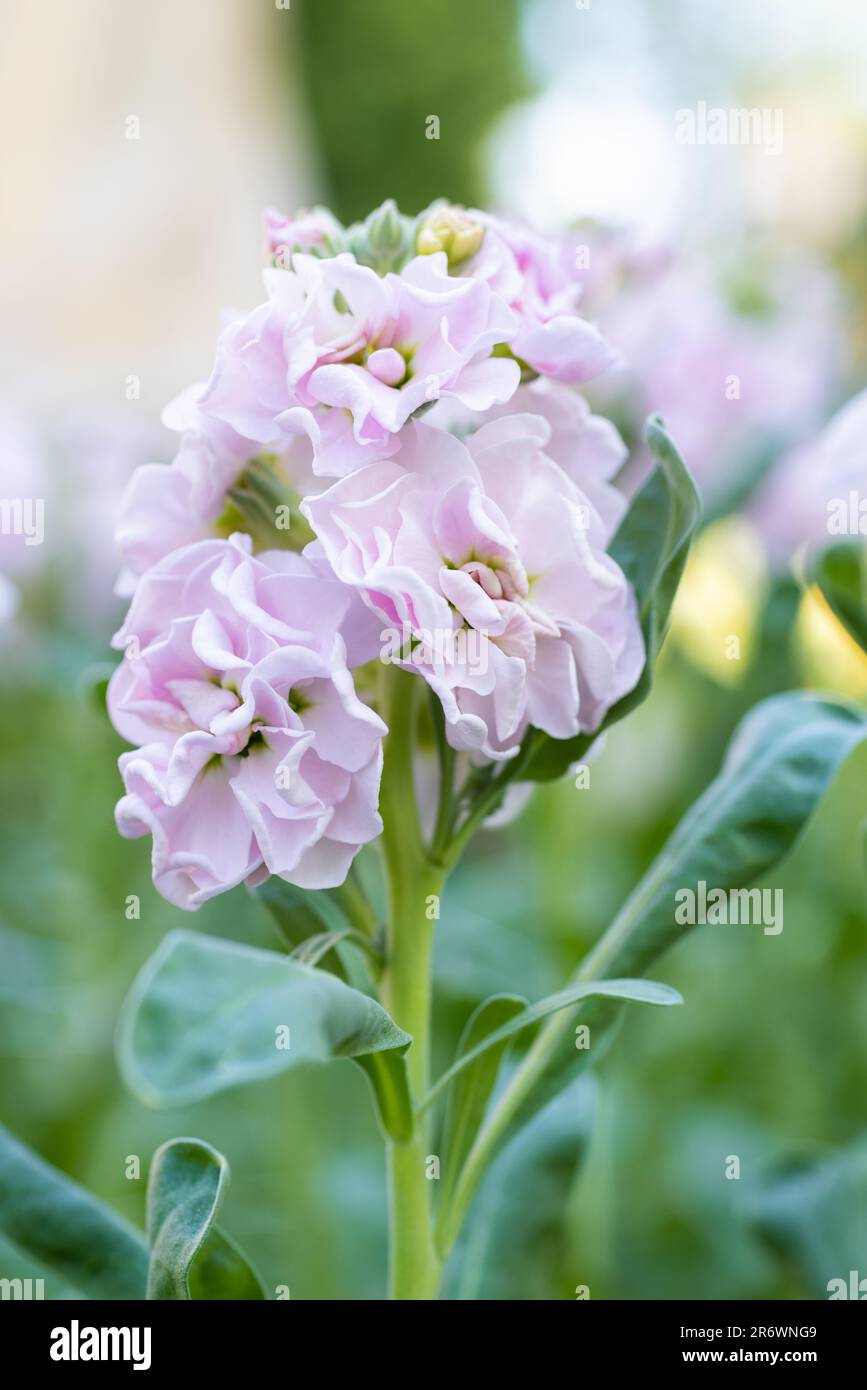 Matthiola incana, or commonly called Stock. Beautiful pastel pink ...