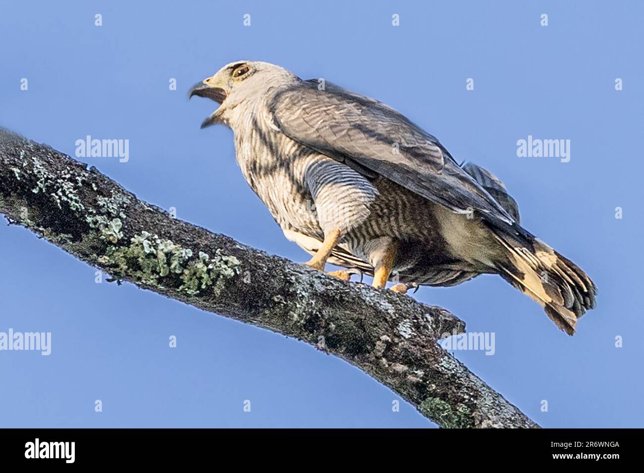 Gray-lined Hawk, calling, Burro Burro River, Surama, Amerindian village ...