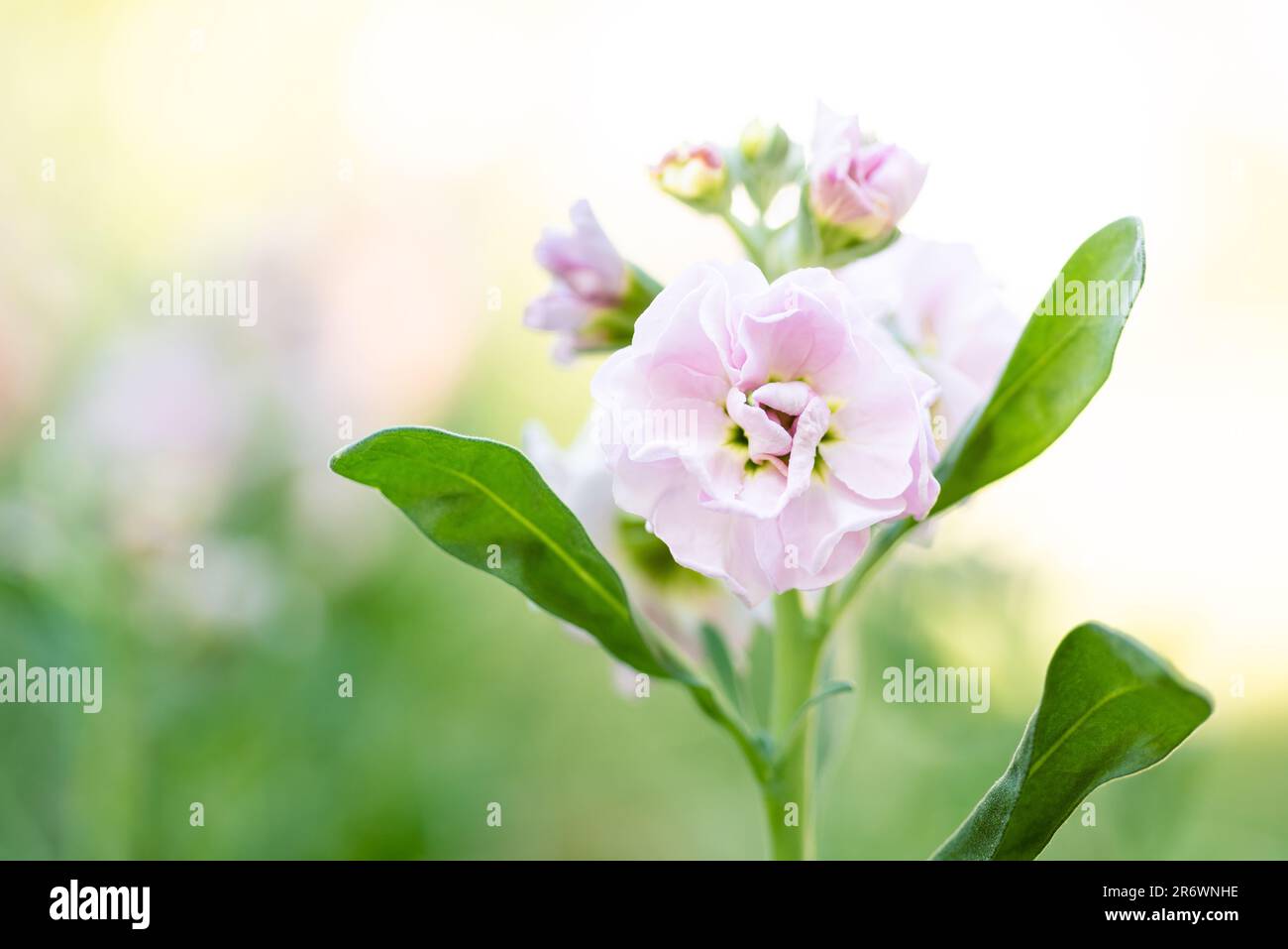 Matthiola incana, or commonly called Stock. Beautiful pastel pink ...