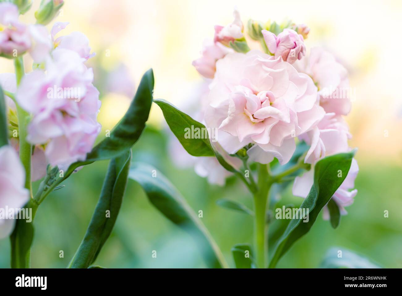 Matthiola incana, or commonly called Stock. Beautiful pastel pink ...